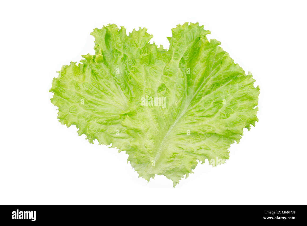 Iceberg Lettuce Leaf