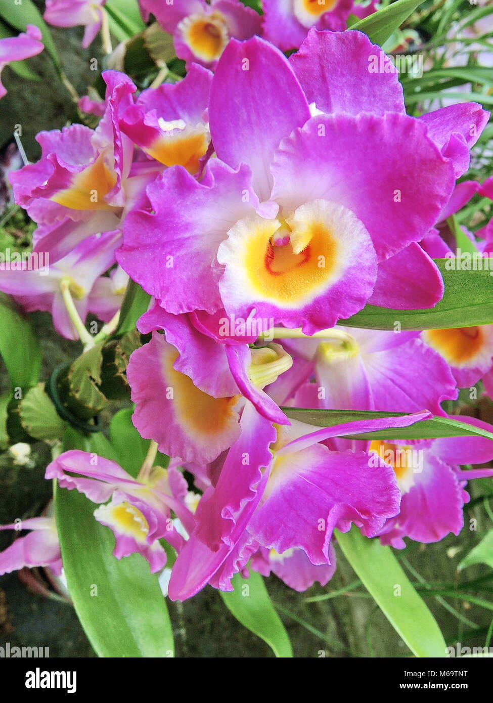 Dendrobium 1 hi-res stock photography and images - Alamy
