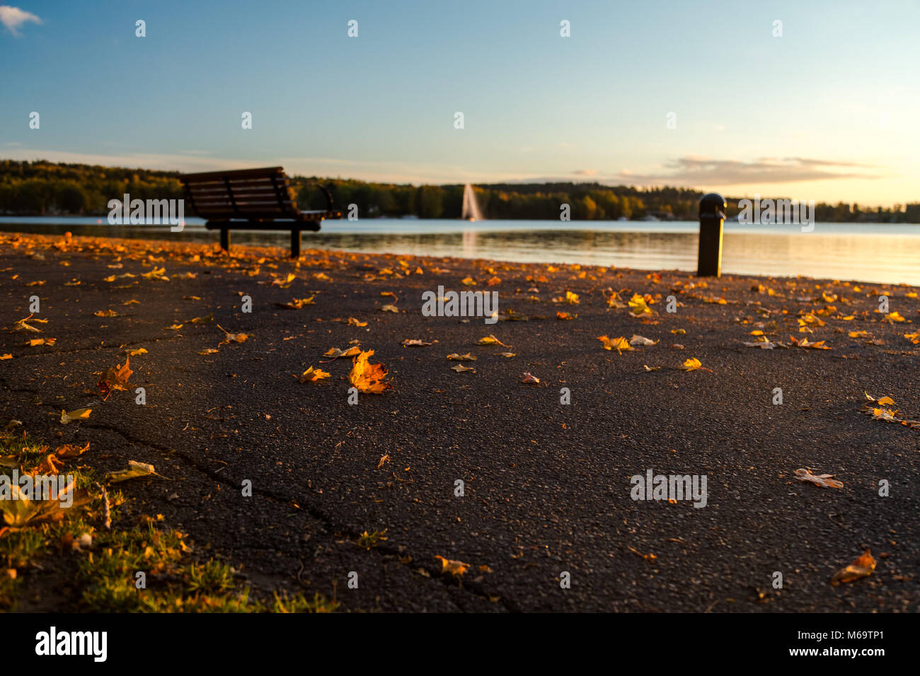 Bench overlooking lake with yellow leafs on pavement Stock Photo - Alamy