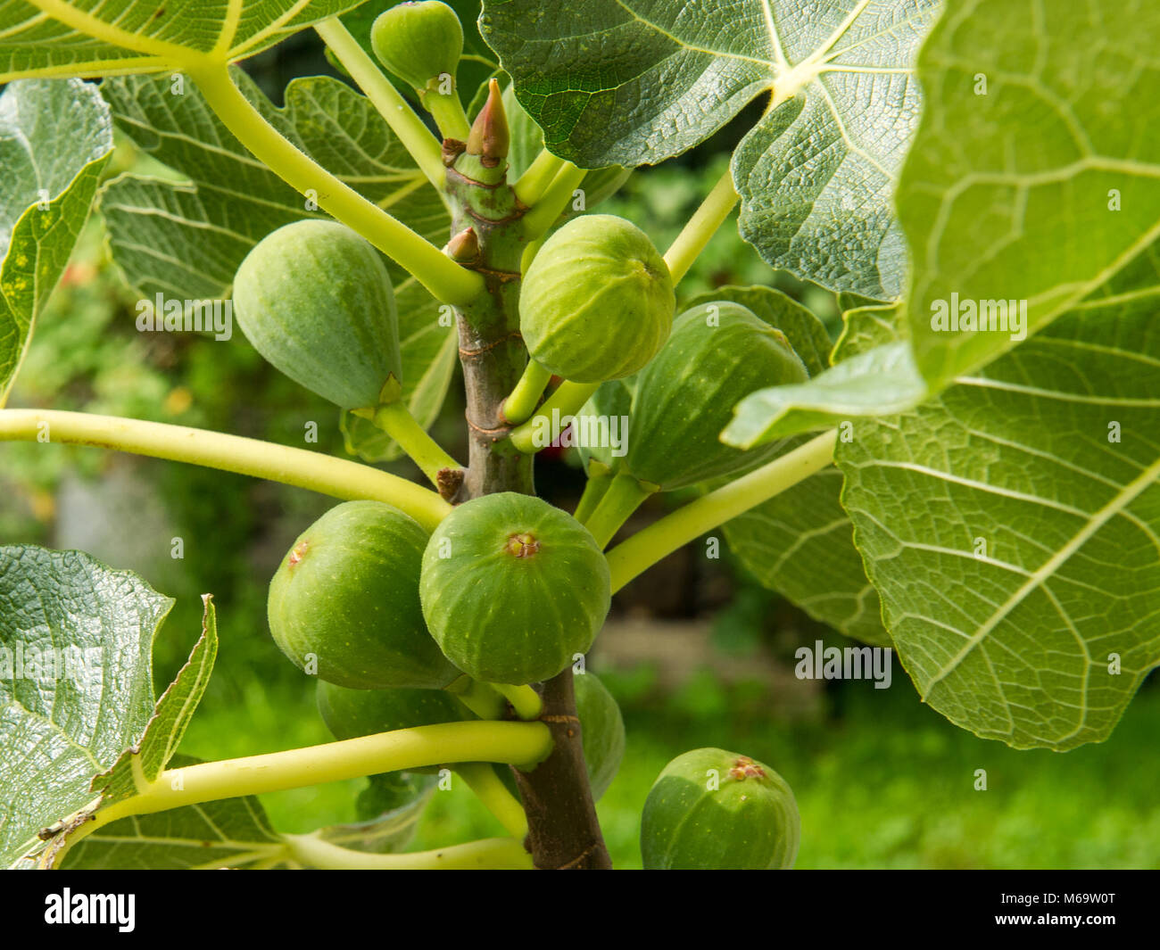 Fig pickle hi-res stock photography and images - Alamy
