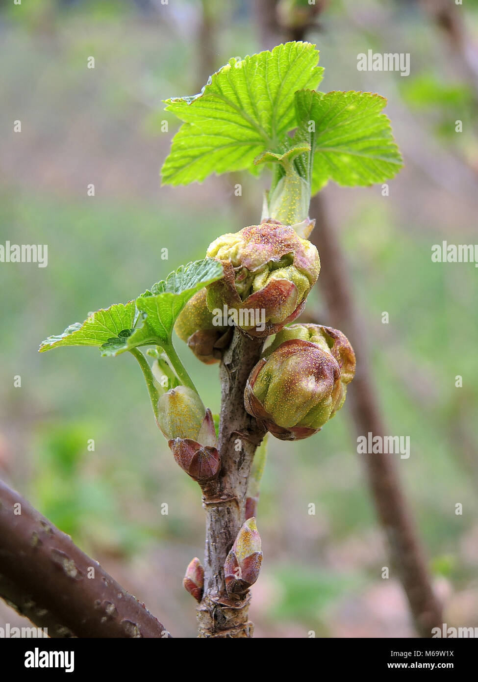 Soft fruit plantations hi-res stock photography and images - Alamy
