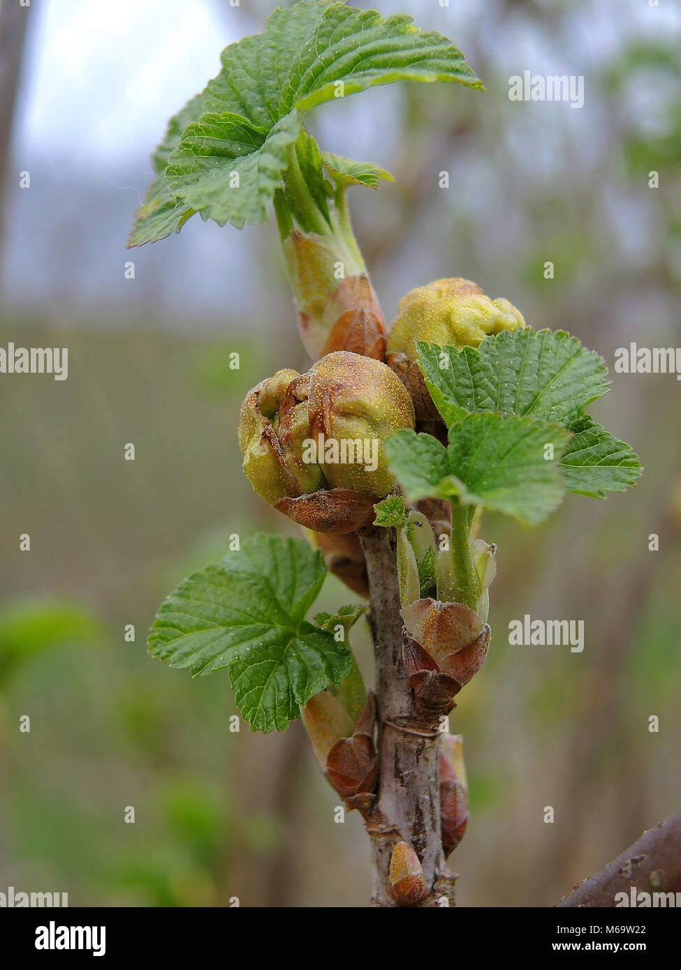 Black Currant Gall Mite High Resolution Stock Photography and Images ...