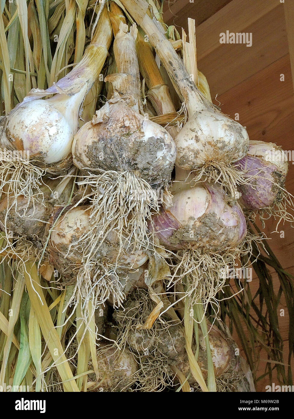 Garden eleme hi-res stock photography and images - Alamy