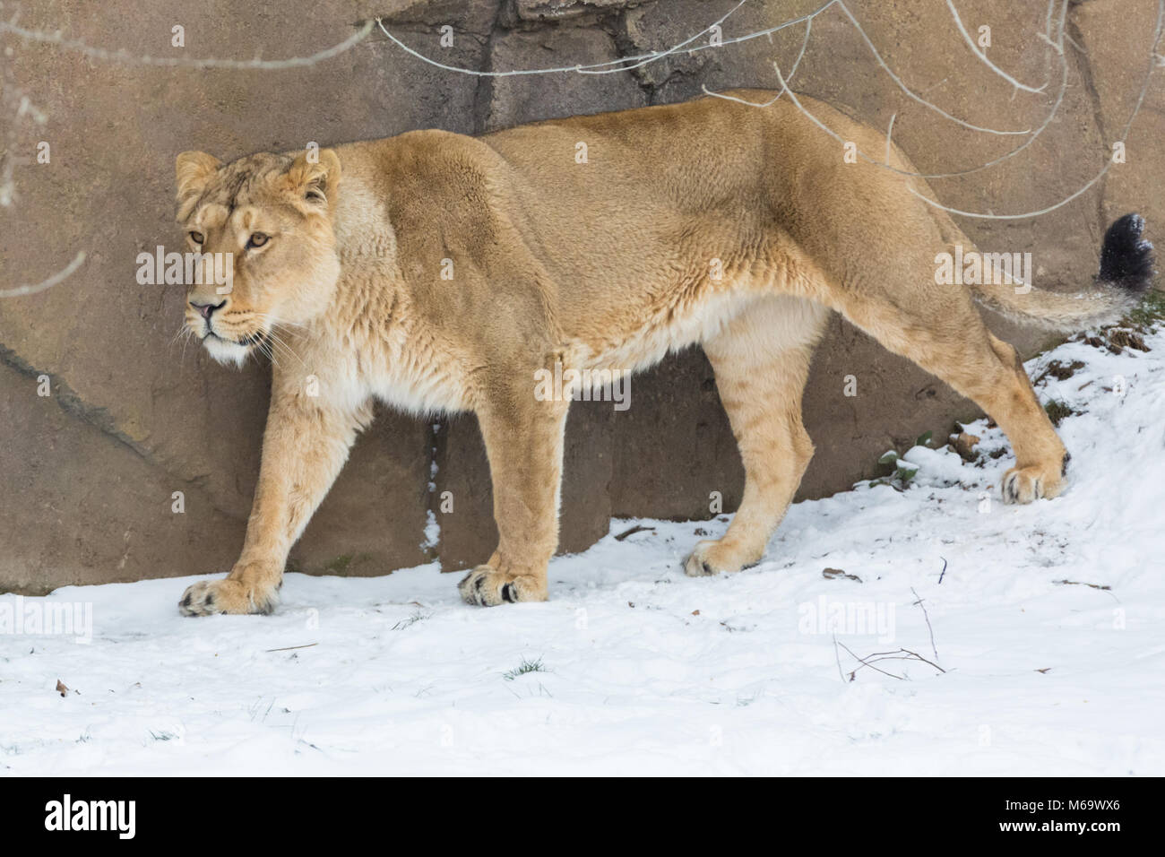 ZSL London Zoo, London, 1st March 2018. An Asiatic lioness in the 'land ...