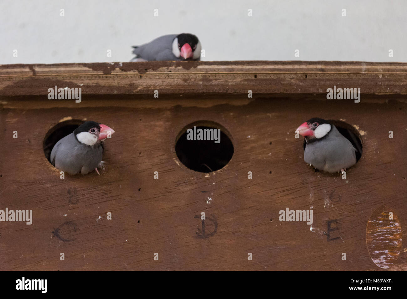 Jawa finch hi-res stock photography and images - Alamy