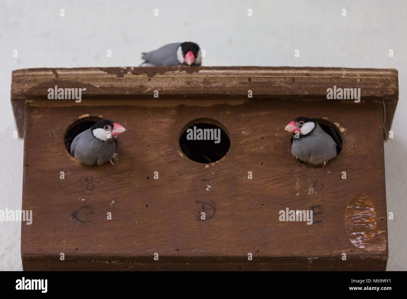 Funny little sparrows hi-res stock photography and images - Alamy