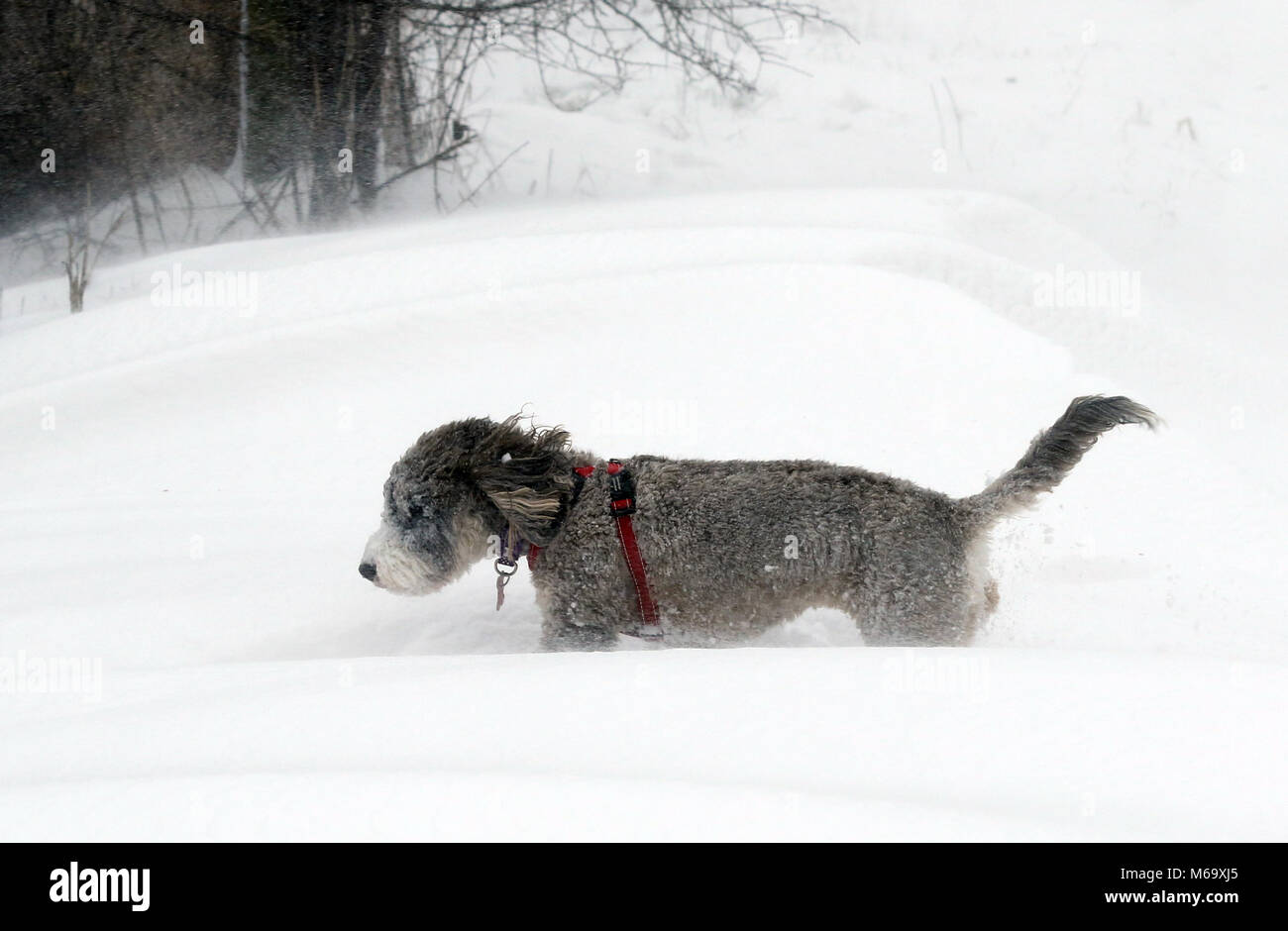 Peterborough, UK. 1st Mar, 2018. UK Weather: Cookie the cockapoo dog ...