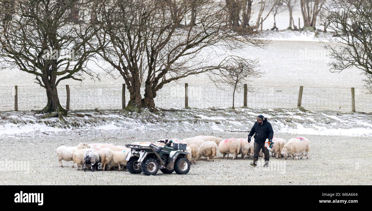 A farmer goes out to feed his sheep as the cold weather continues ...