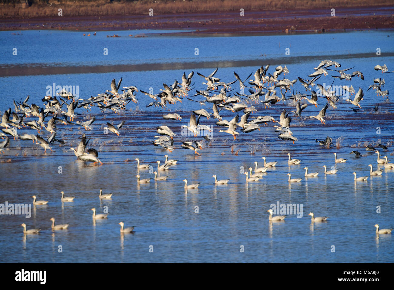Huize, China's Yunnan Province. 2nd Mar, 2018. Some migrant birds are ...