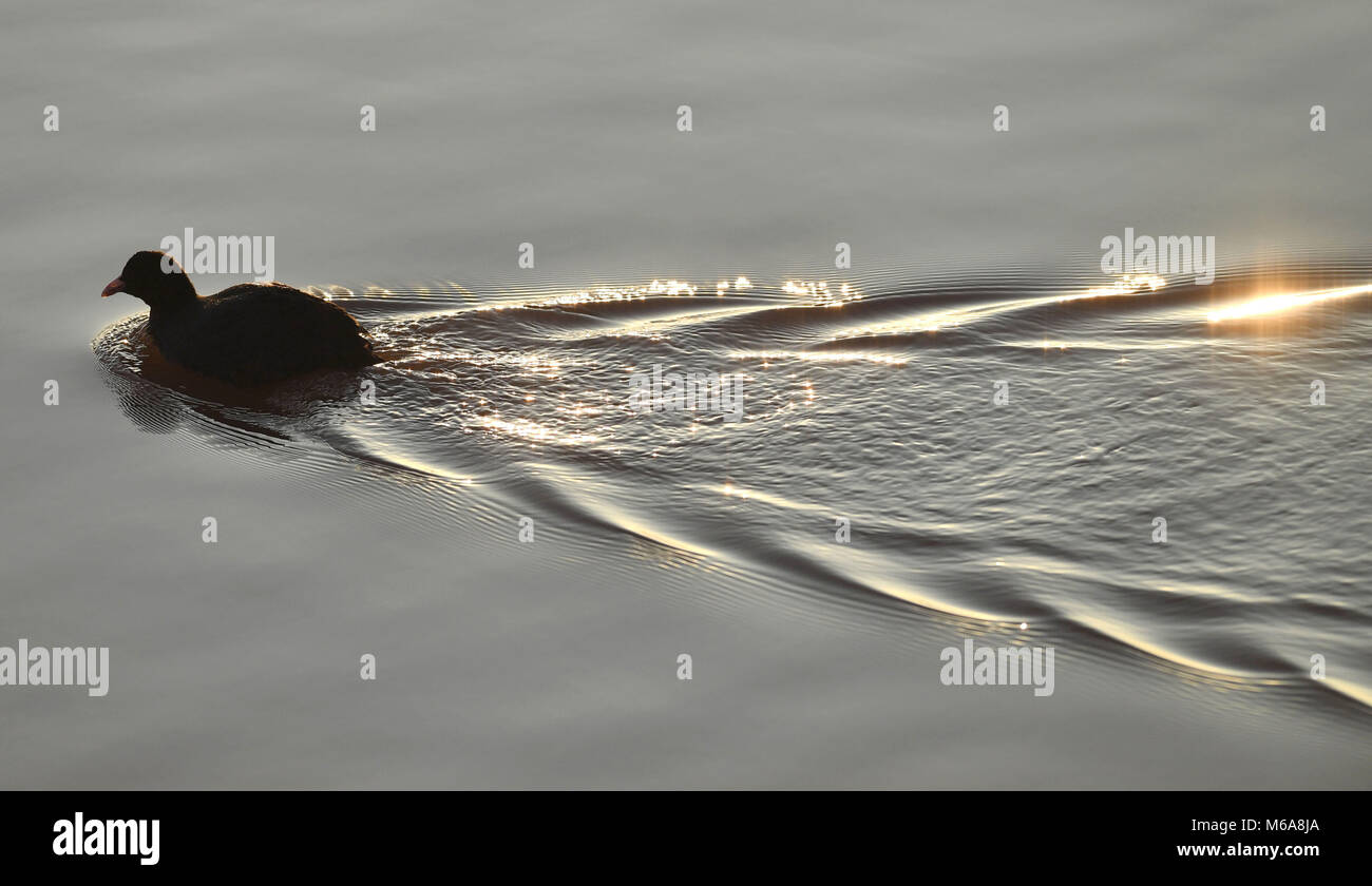 Huize, China's Yunnan Province. 2nd Mar, 2018. A migrant bird swims in ...