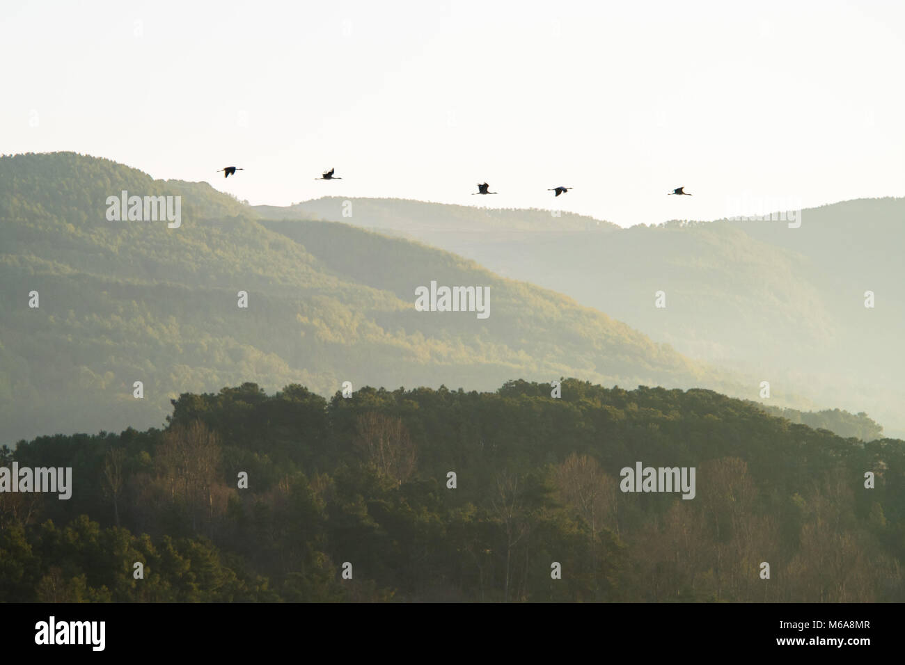 Huize, China's Yunnan Province. 2nd Mar, 2018. Black-necked cranes fly ...