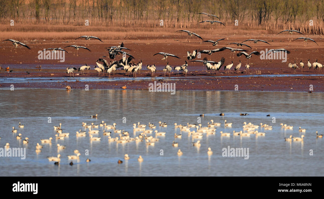 Huize, China's Yunnan Province. 2nd Mar, 2018. Black-necked cranes and ...