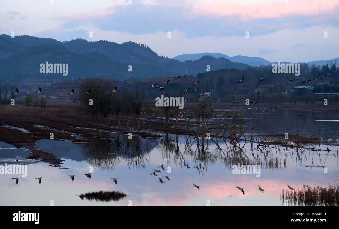 Huize, China's Yunnan Province. 2nd Mar, 2018. Black-necked cranes fly ...