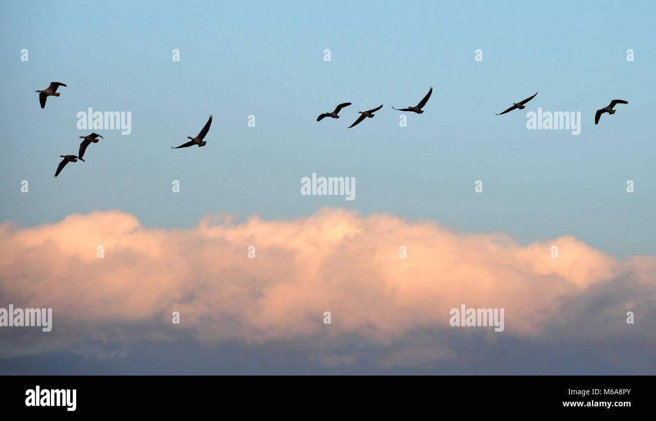 Huize, China's Yunnan Province. 2nd Mar, 2018. Some migrant birds fly ...