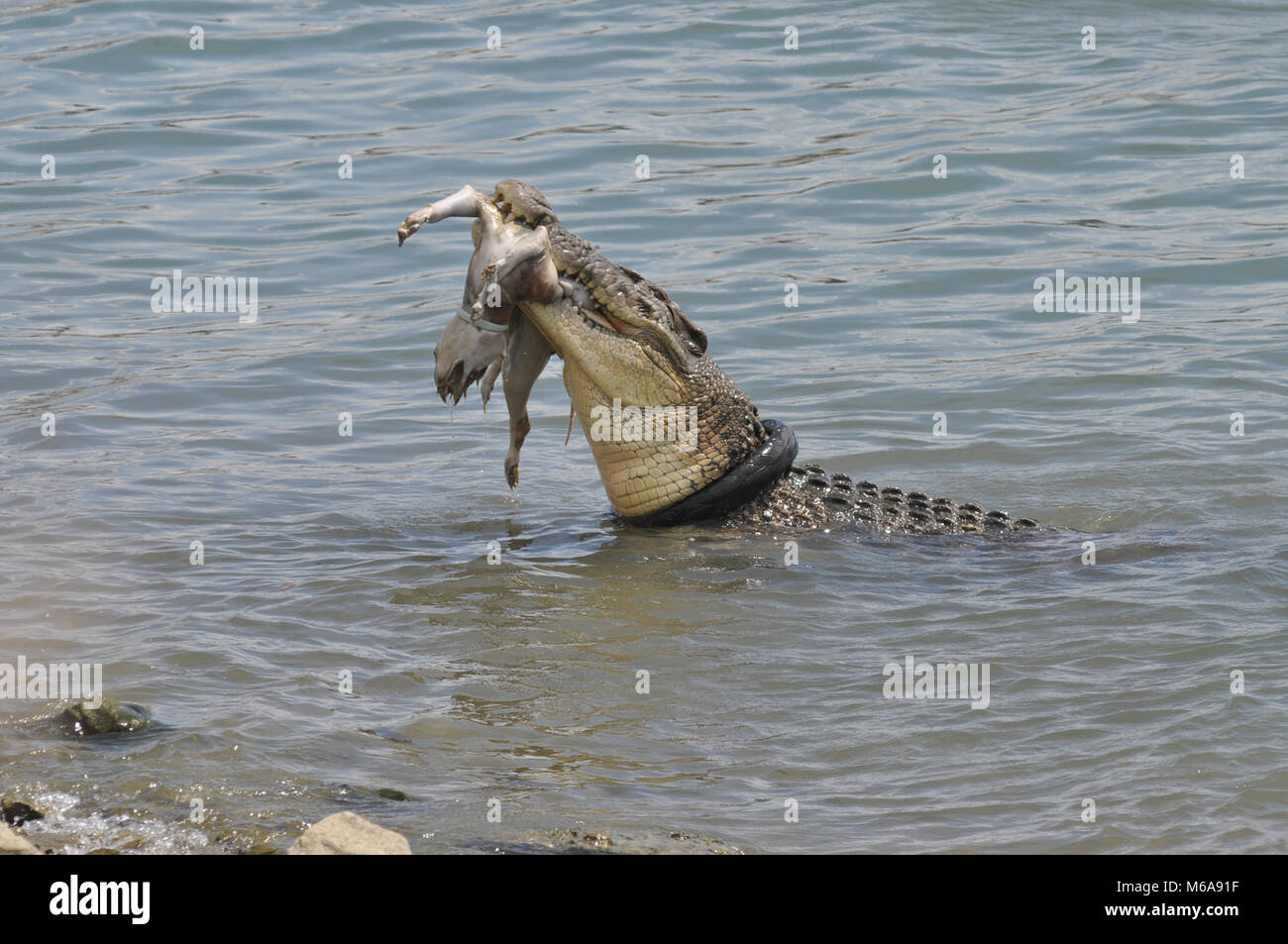 Crocodile in Palu, Central Sulawesi Stock Photo - Alamy