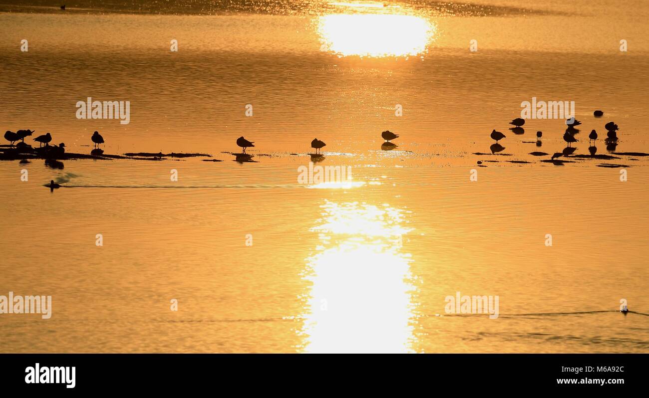 Huize, China's Yunnan Province. 2nd Mar, 2018. Birds are seen at the ...