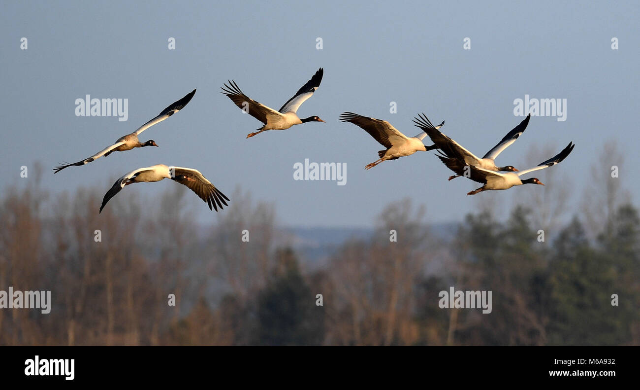 Huize, China's Yunnan Province. 2nd Mar, 2018. Black-necked cranes fly ...