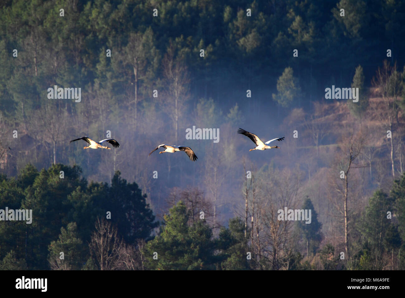 Huize, China's Yunnan Province. 2nd Mar, 2018. Black-necked cranes fly ...