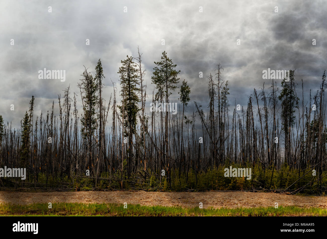 scorched forest, tall trees with charred trunks and bark, green grass ...
