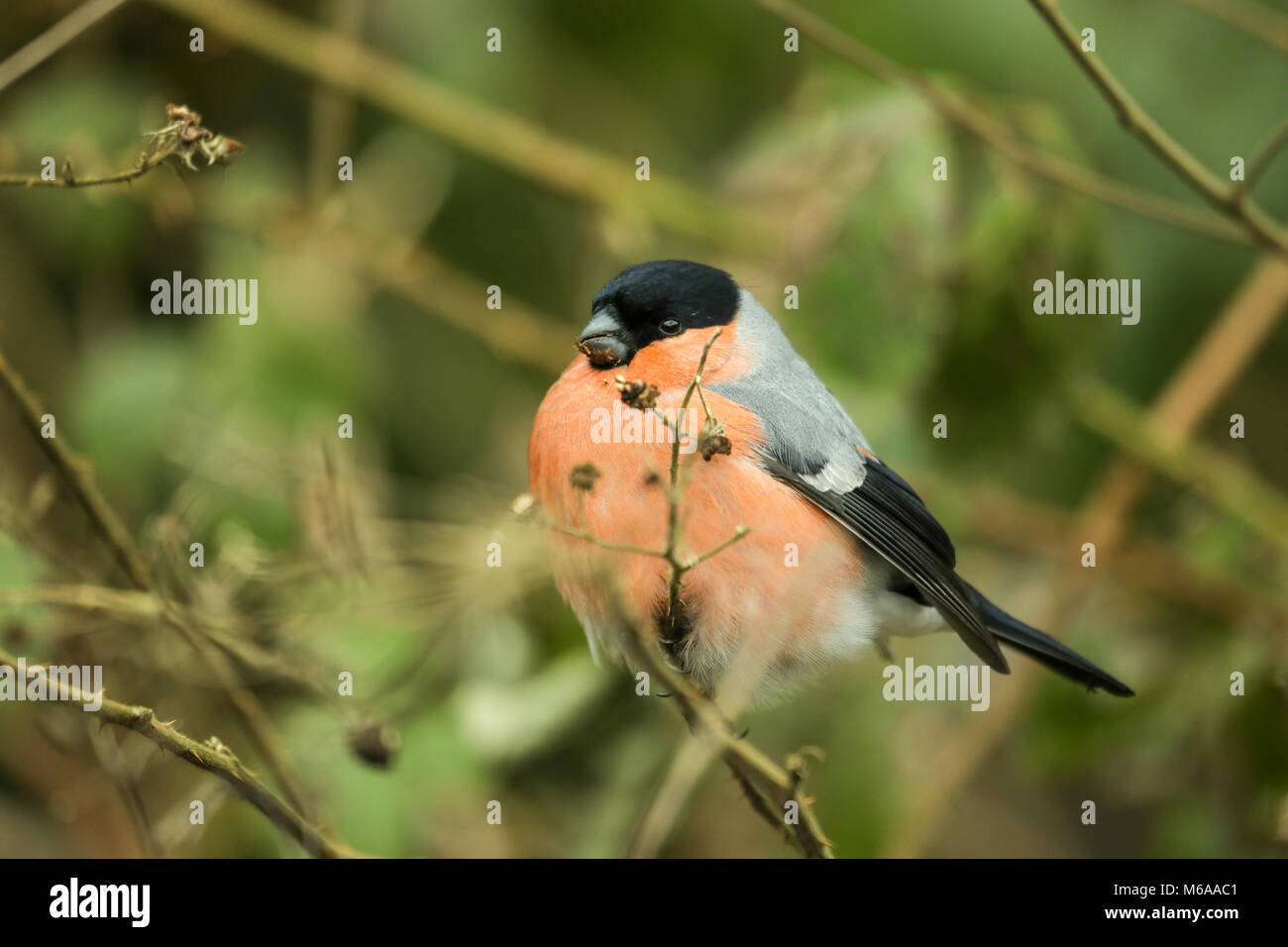 Bullfinch, Pyrrhula pyrrhula, adult male Stock Photo - Alamy