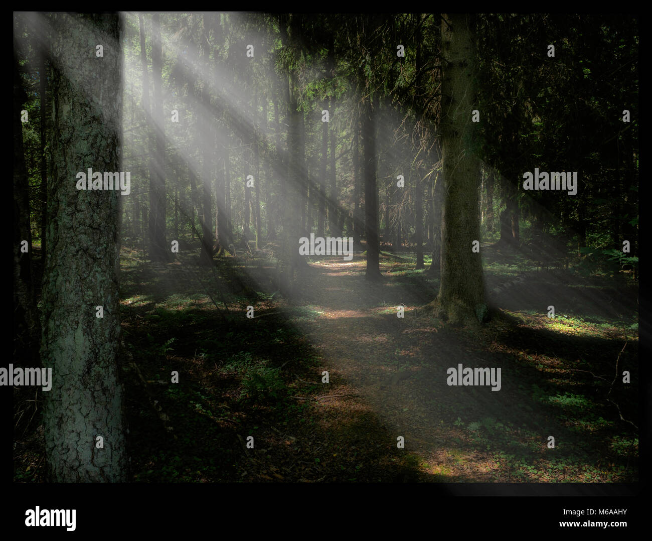 sun rays shining down in the woods Stock Photo - Alamy