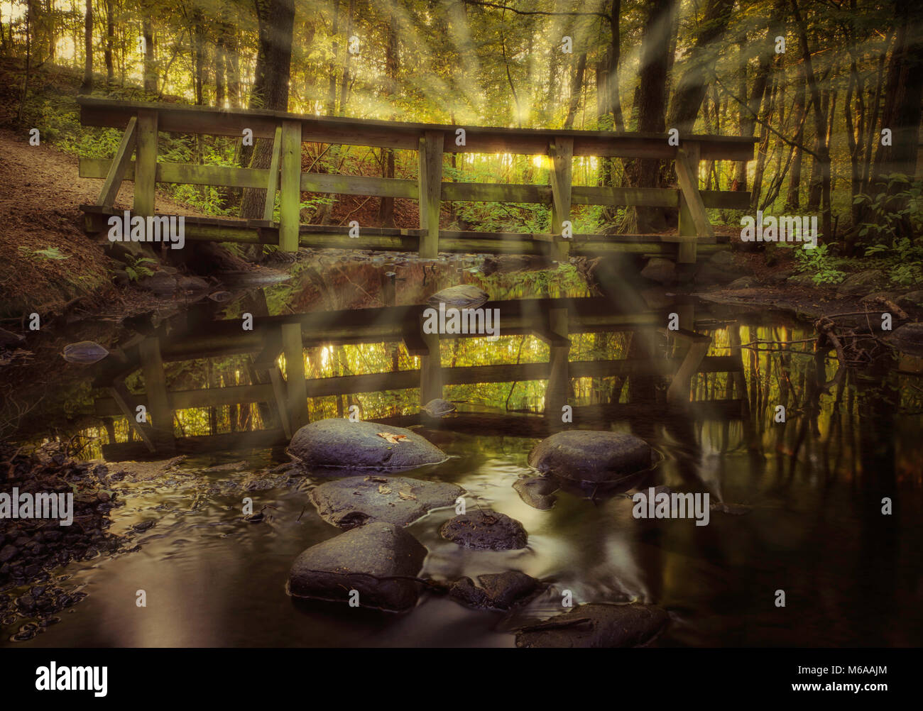wood bridge in the forest with rays of light at the camera Stock Photo ...