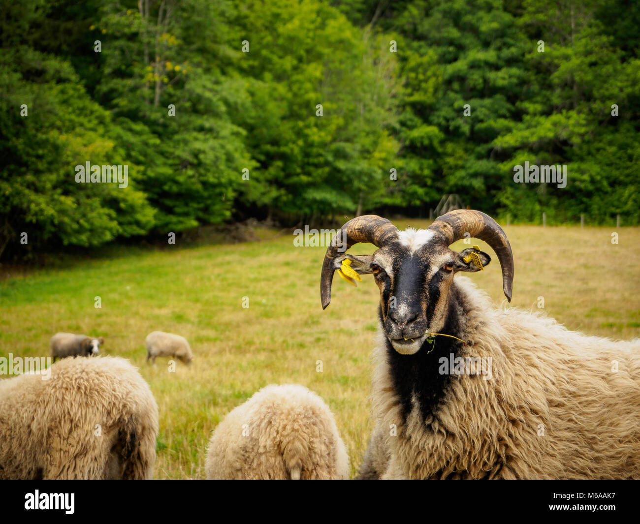 sheep in a park that looks into the camera with forest in the ...