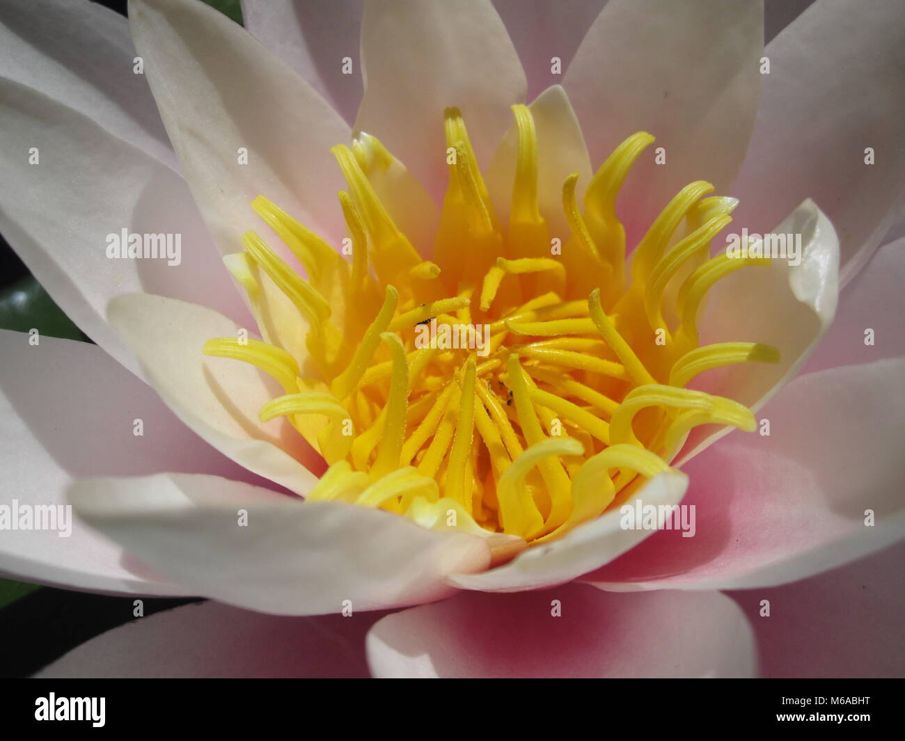 Flores de nenúfar hi-res stock photography and images - Alamy