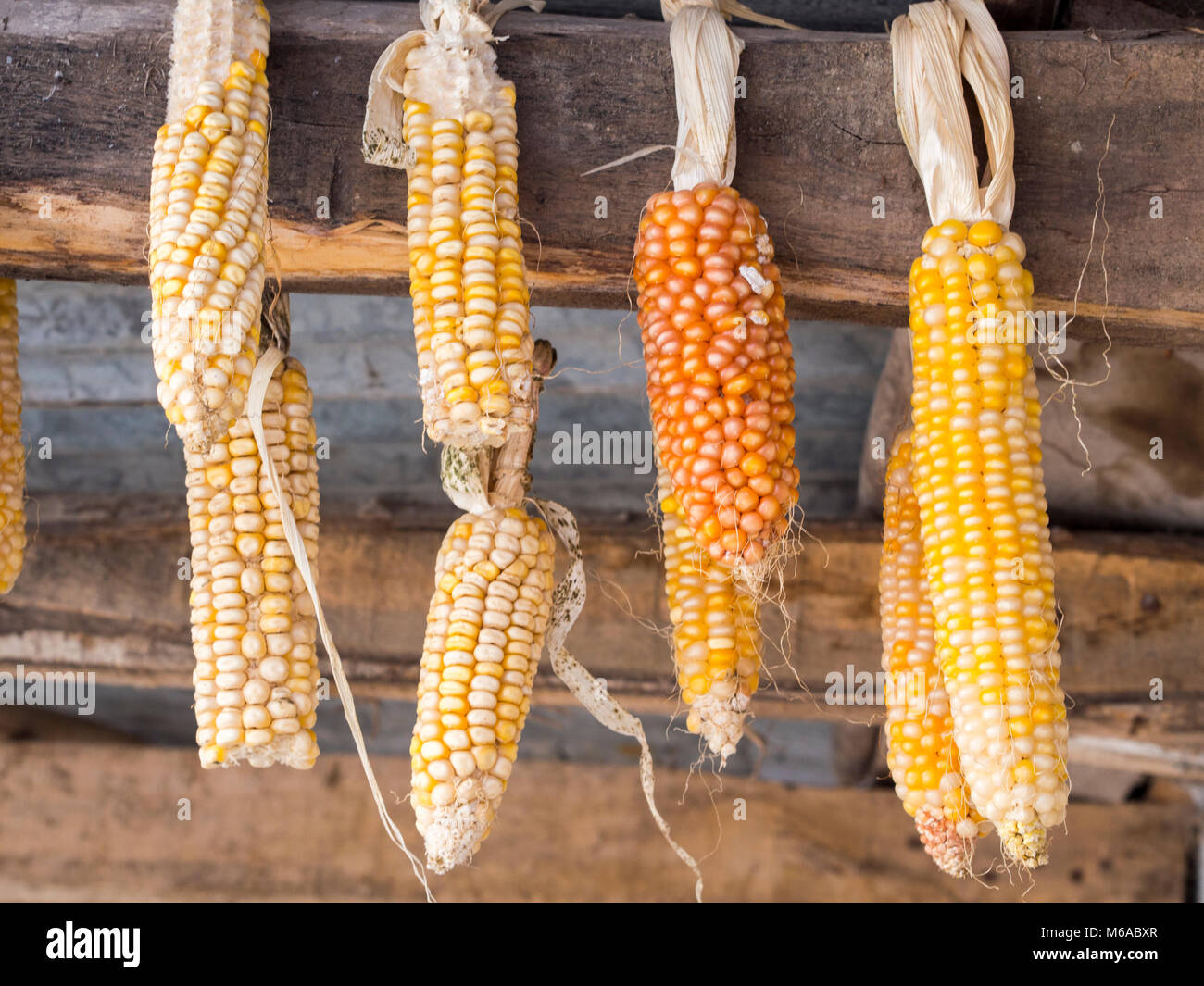 Hanging corn cobs hi-res stock photography and images - Alamy