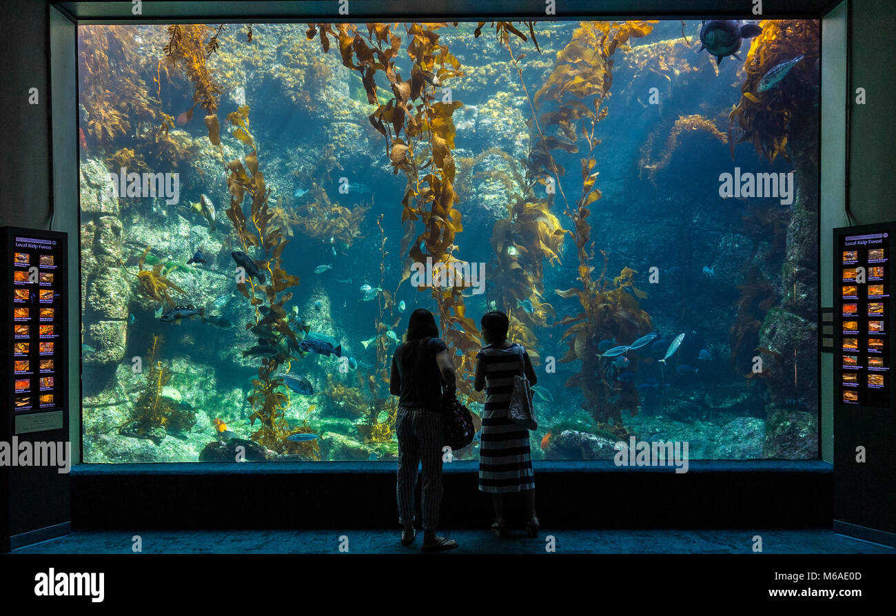 large aquarium exhibit window Stock Photo - Alamy