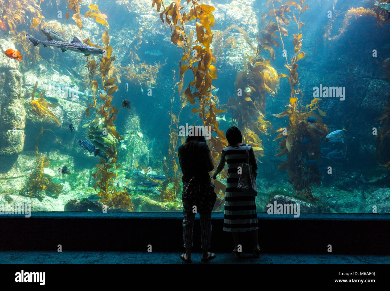 large aquarium exhibit window Stock Photo - Alamy