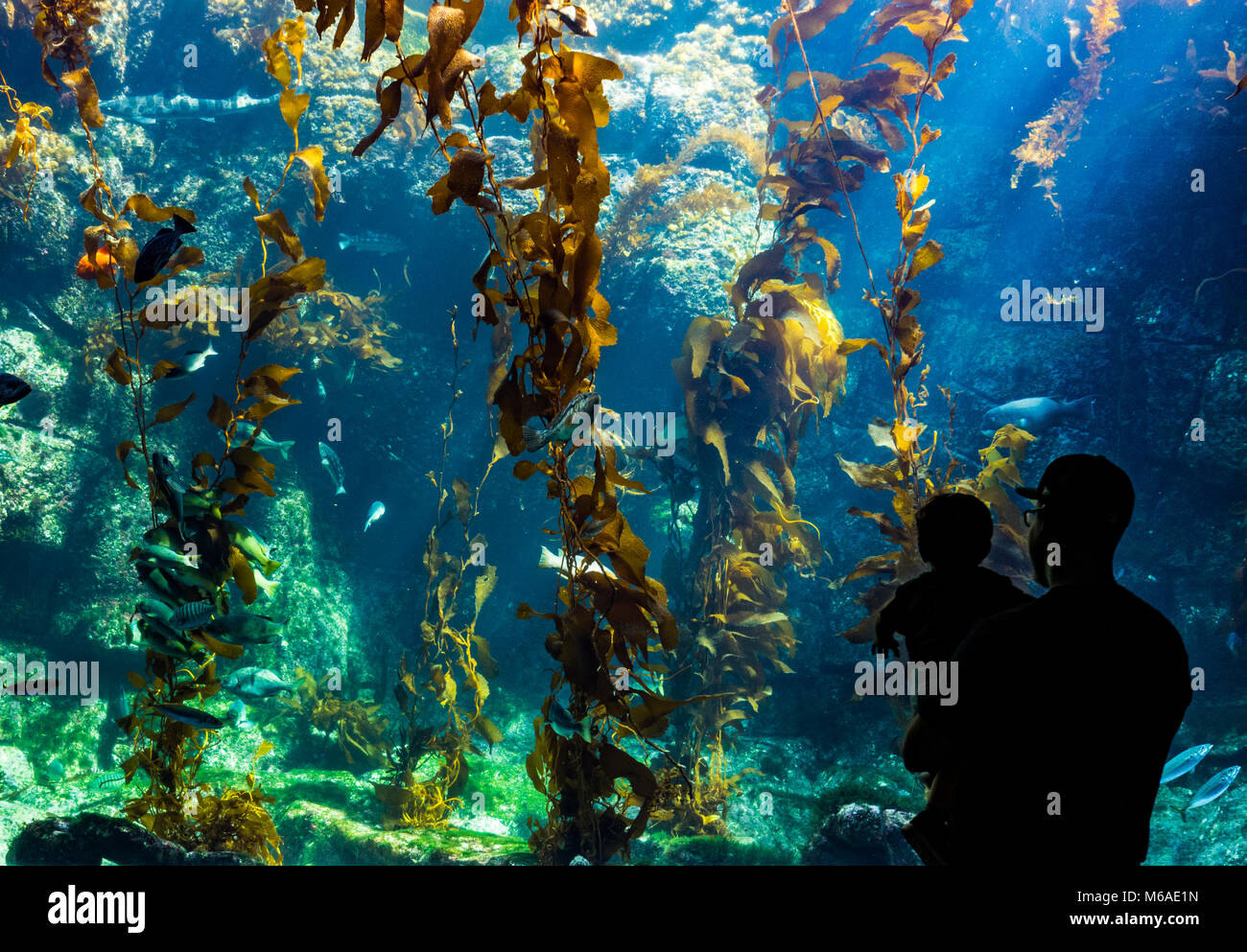 large aquarium exhibit window Stock Photo - Alamy