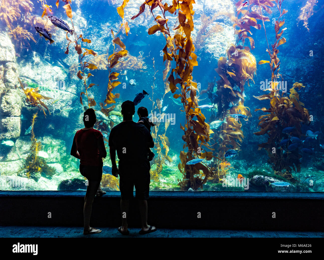 large aquarium exhibit window Stock Photo - Alamy
