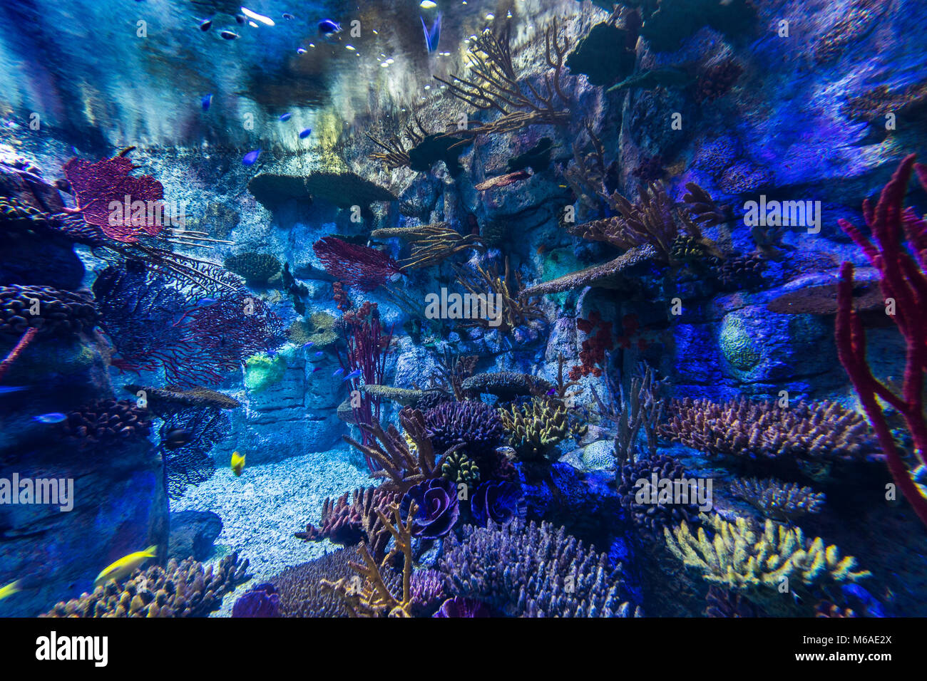 Birch Aquarium High Resolution Stock Photography and Images - Alamy