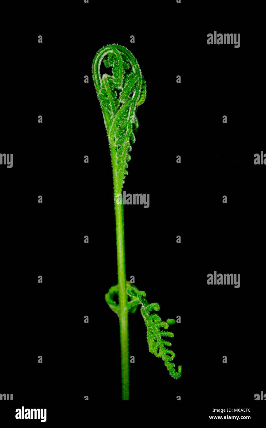 Most ferns are leptosporangiate ferns, sometimes termed "true ferns ...