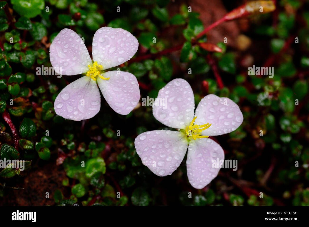 Asteraceae or Compositae (commonly referred to as the aster, daisy, composite, or sunflower ...