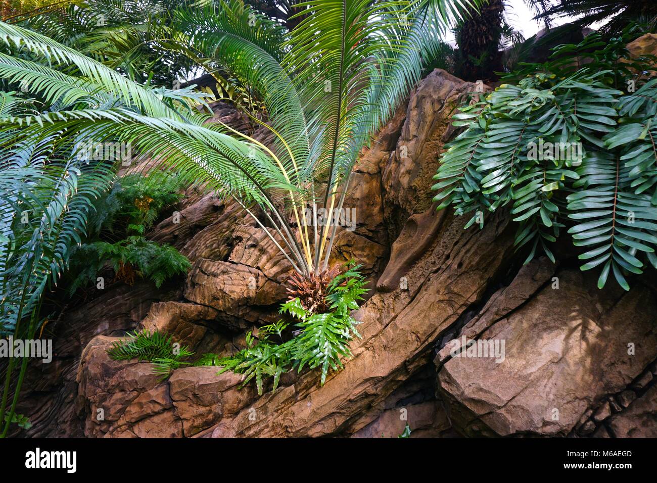 Growing out of sandstone rock hi-res stock photography and images - Alamy