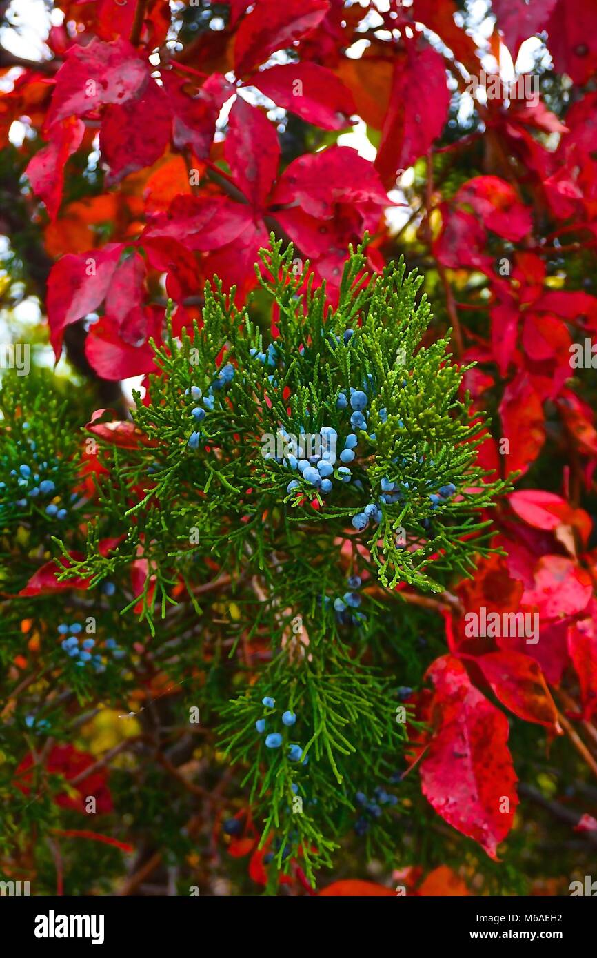 Light blue juniper berries on rich green branches, with the deep red ...
