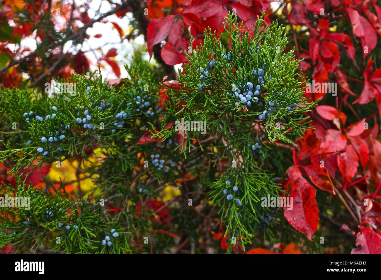 Light blue juniper berries on rich green branches, with the deep red ...