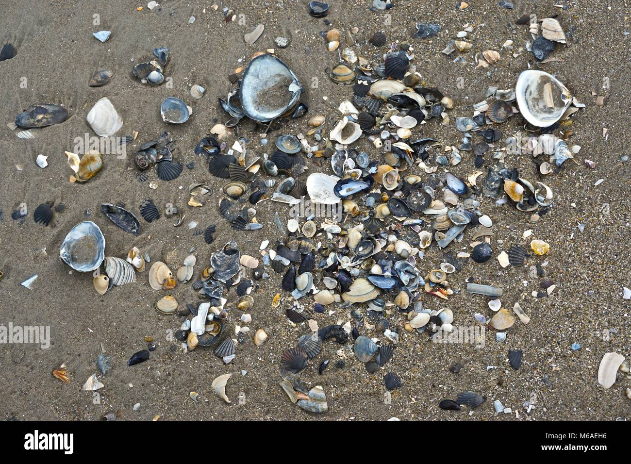 Broken clam shells hi-res stock photography and images - Alamy