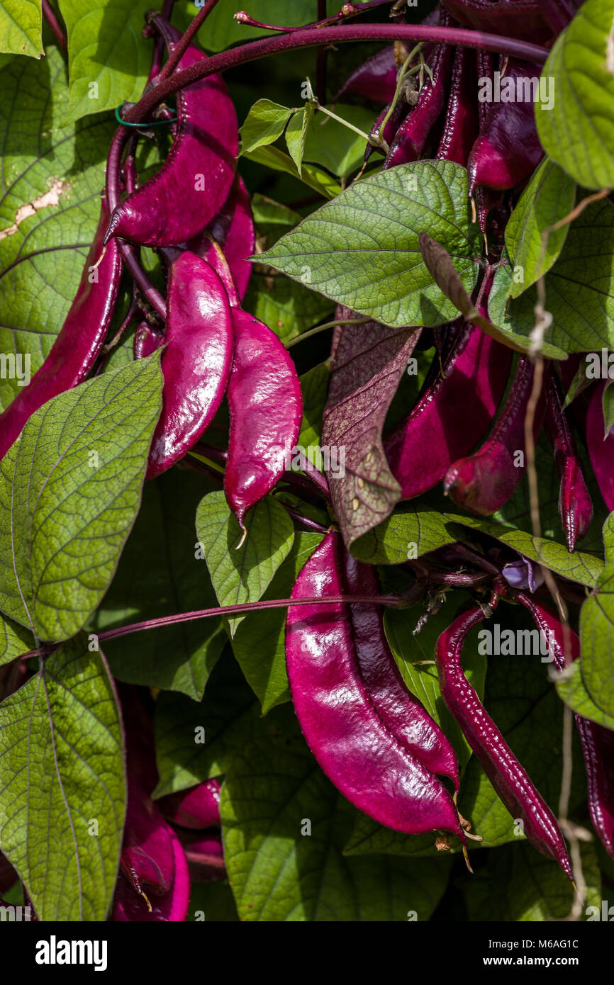 Bataw hi-res stock photography and images - Alamy