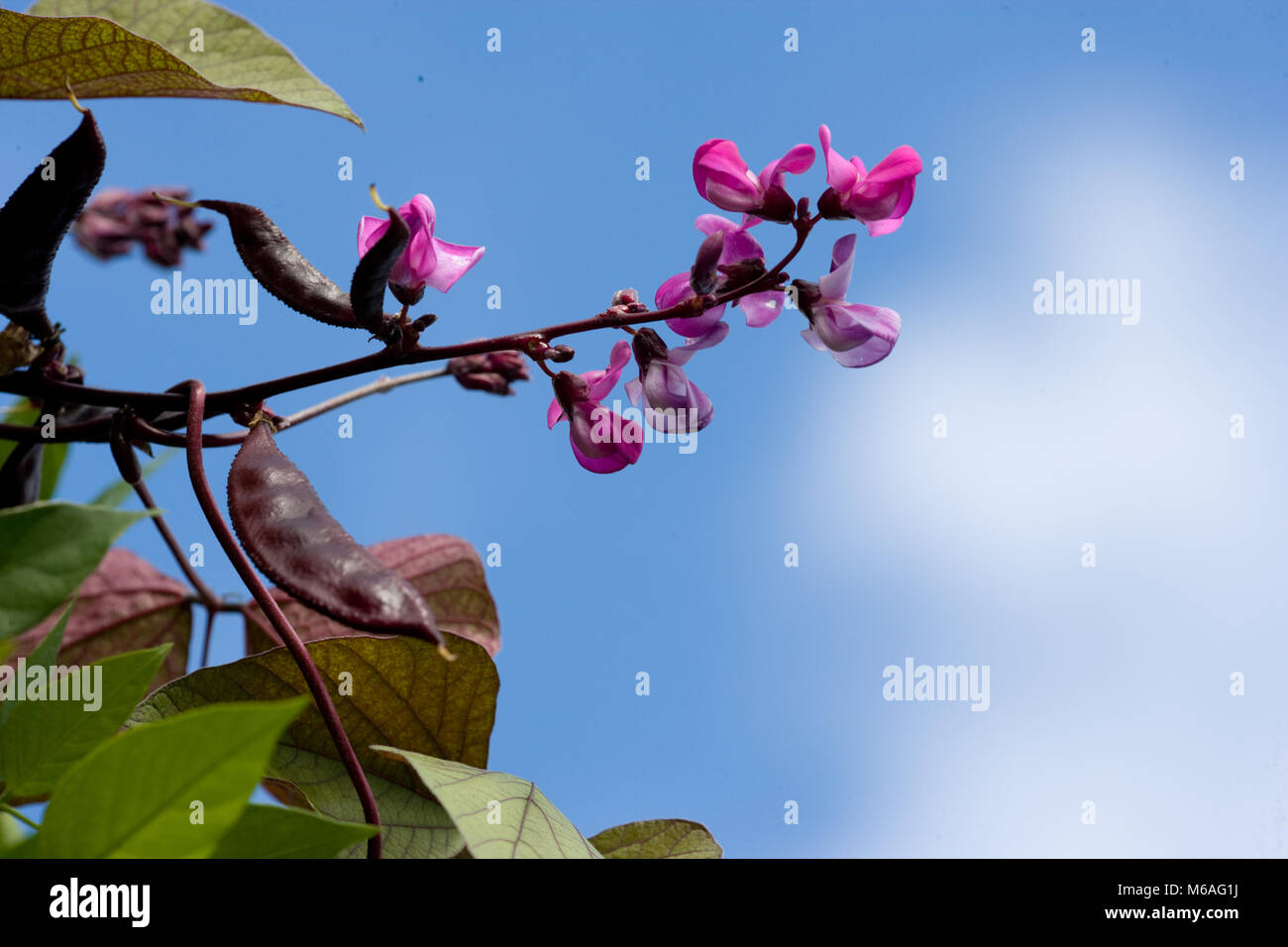Hyacinth bean, Hjälmböna (Lablab purpureus Stock Photo - Alamy