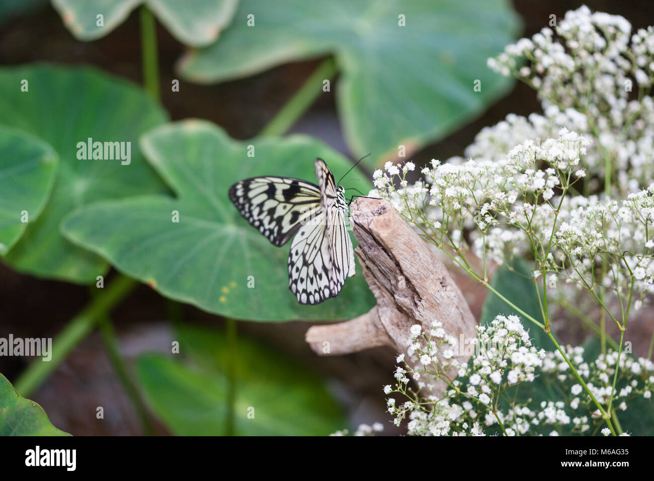 White Tree Nymph, Paper kite (Idea leuconoe Stock Photo - Alamy