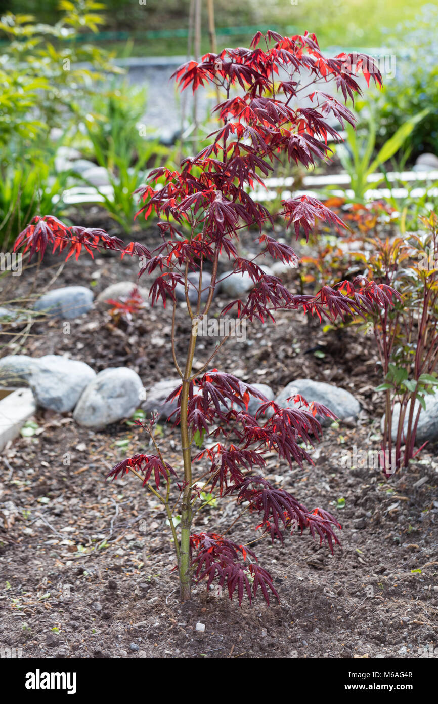 Acer Palmatum Atropurpureum Tree High Resolution Stock Photography and ...