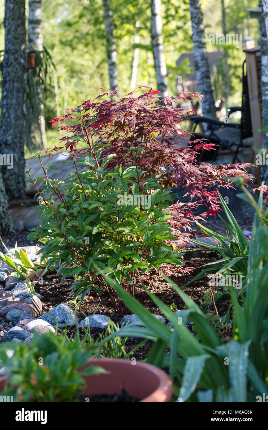 Acer palmatum atropurpureum tree hi-res stock photography and images ...
