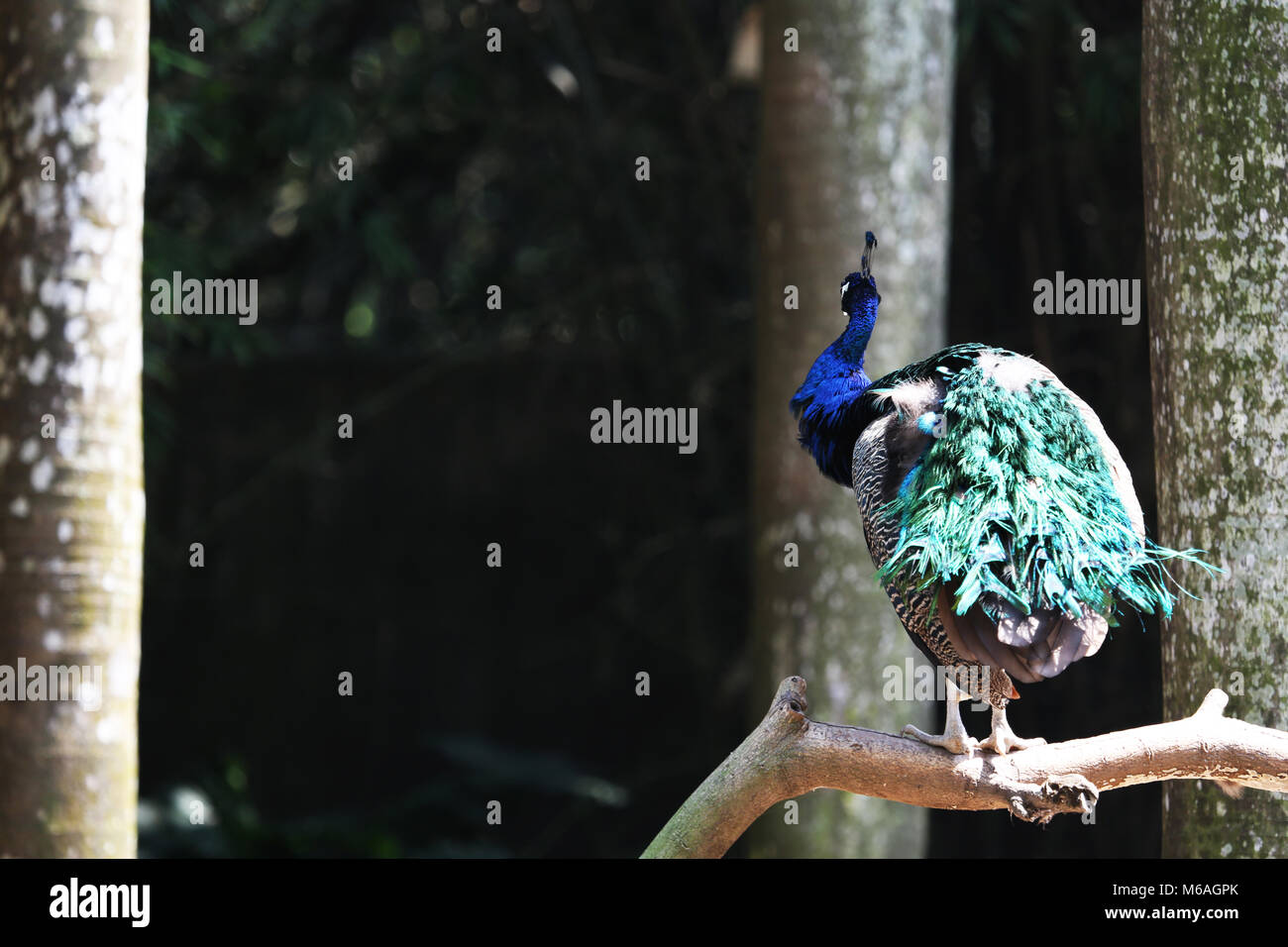 Cute Peacock High Resolution Stock Photography and Images - Alamy