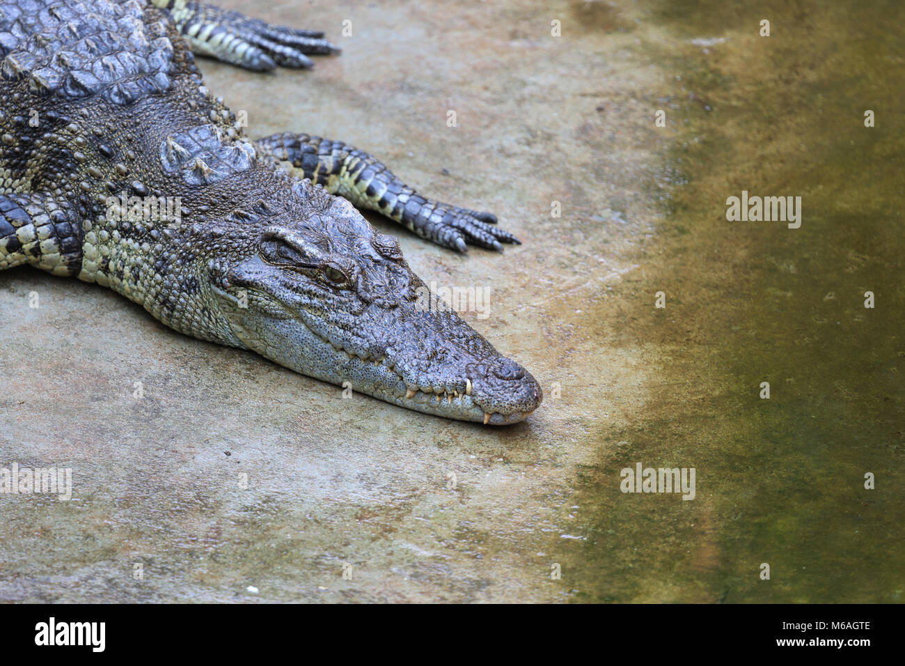 Cute crocodile hi-res stock photography and images - Alamy