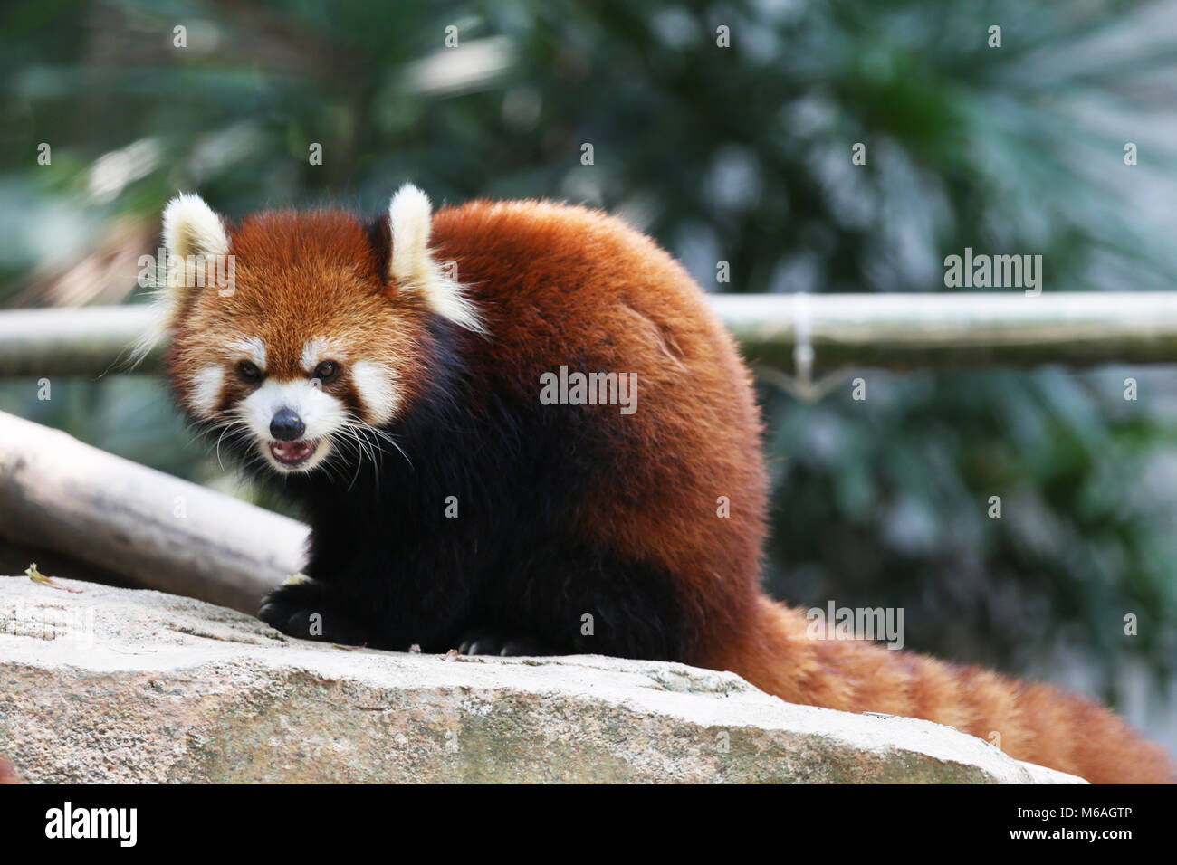 Cute little panda Stock Photo - Alamy