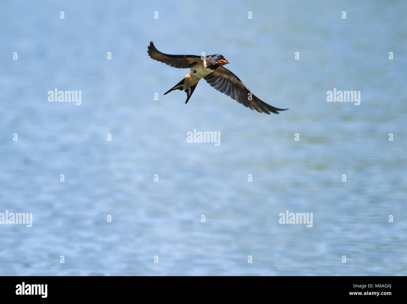 Swallow fly sea hi-res stock photography and images - Alamy