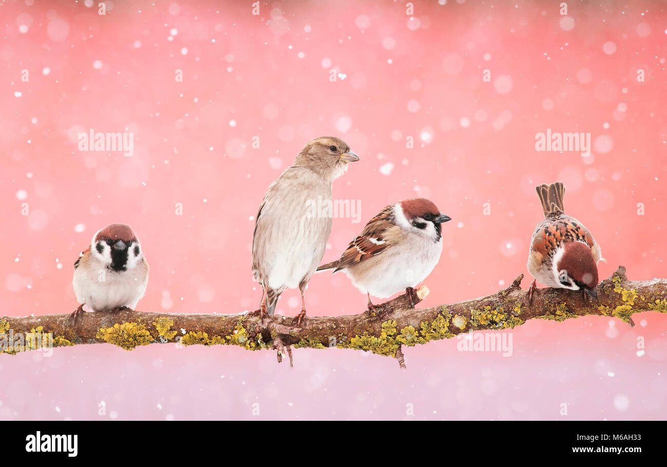 a few funny little Sparrow birds sitting on a branch in the Park and ...